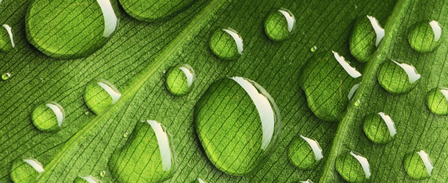 15 Curiosities and interesting facts about water